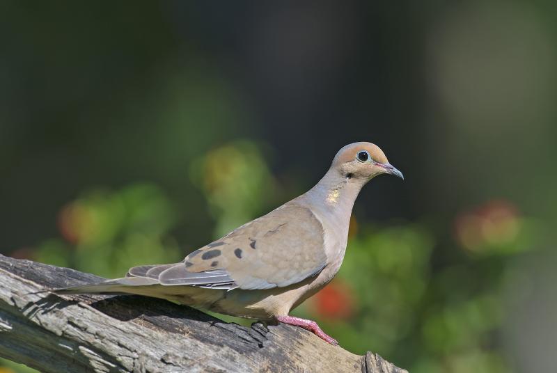 Dove Program | Mississippi Department of Wildlife, Fisheries, and Parks